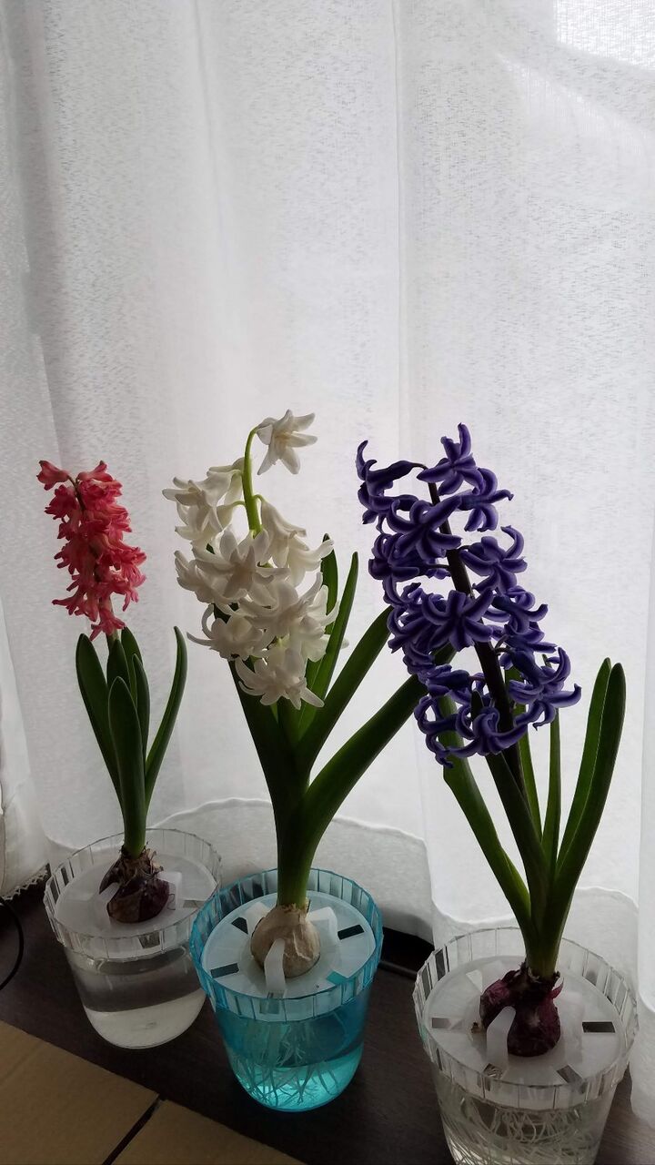 ヒヤシンス観察日記(完) 2022/3/22 : アラフィフ女子の「ハイキングな日常」