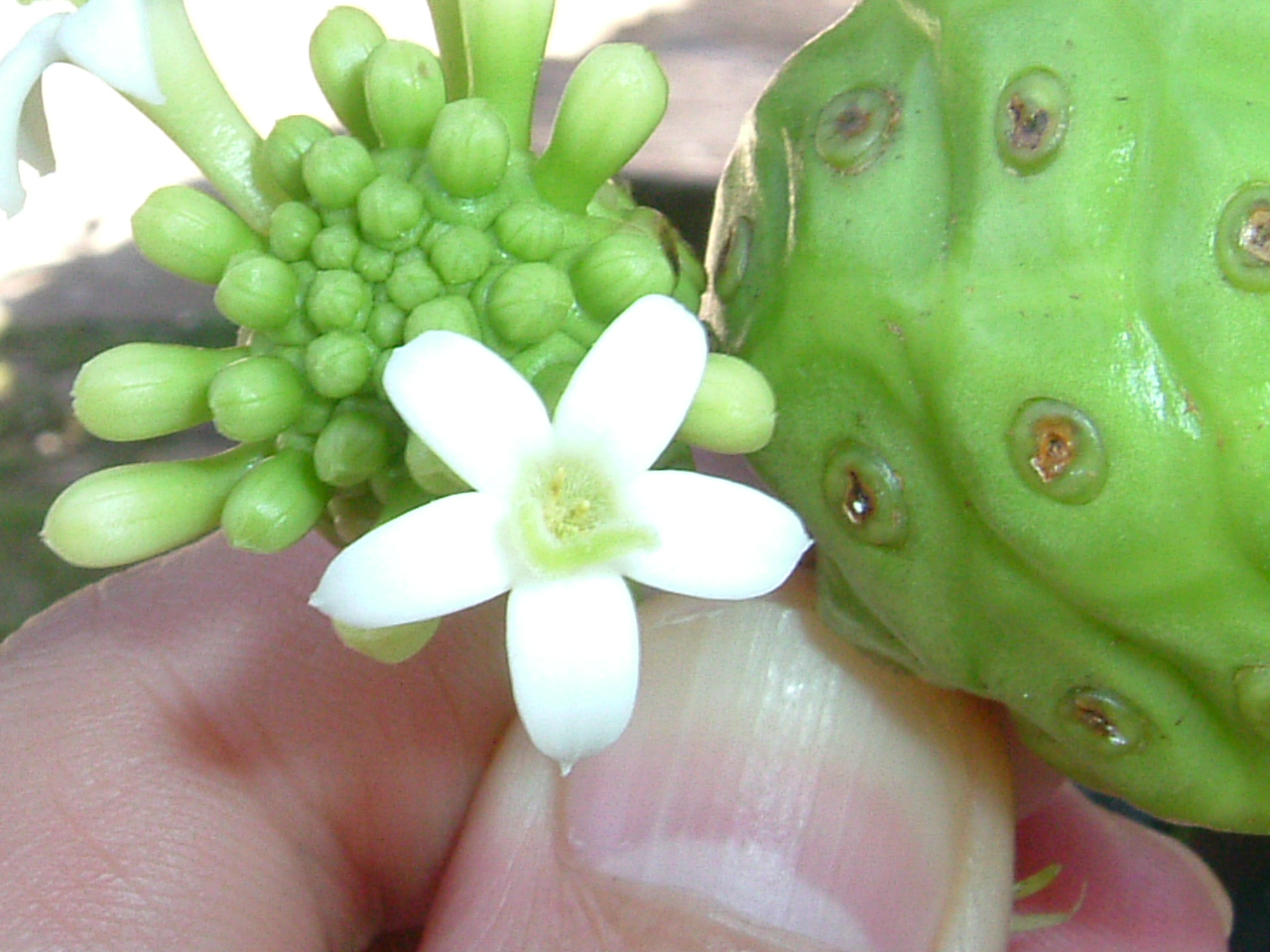 Ia'Orana:wonder of noni flower