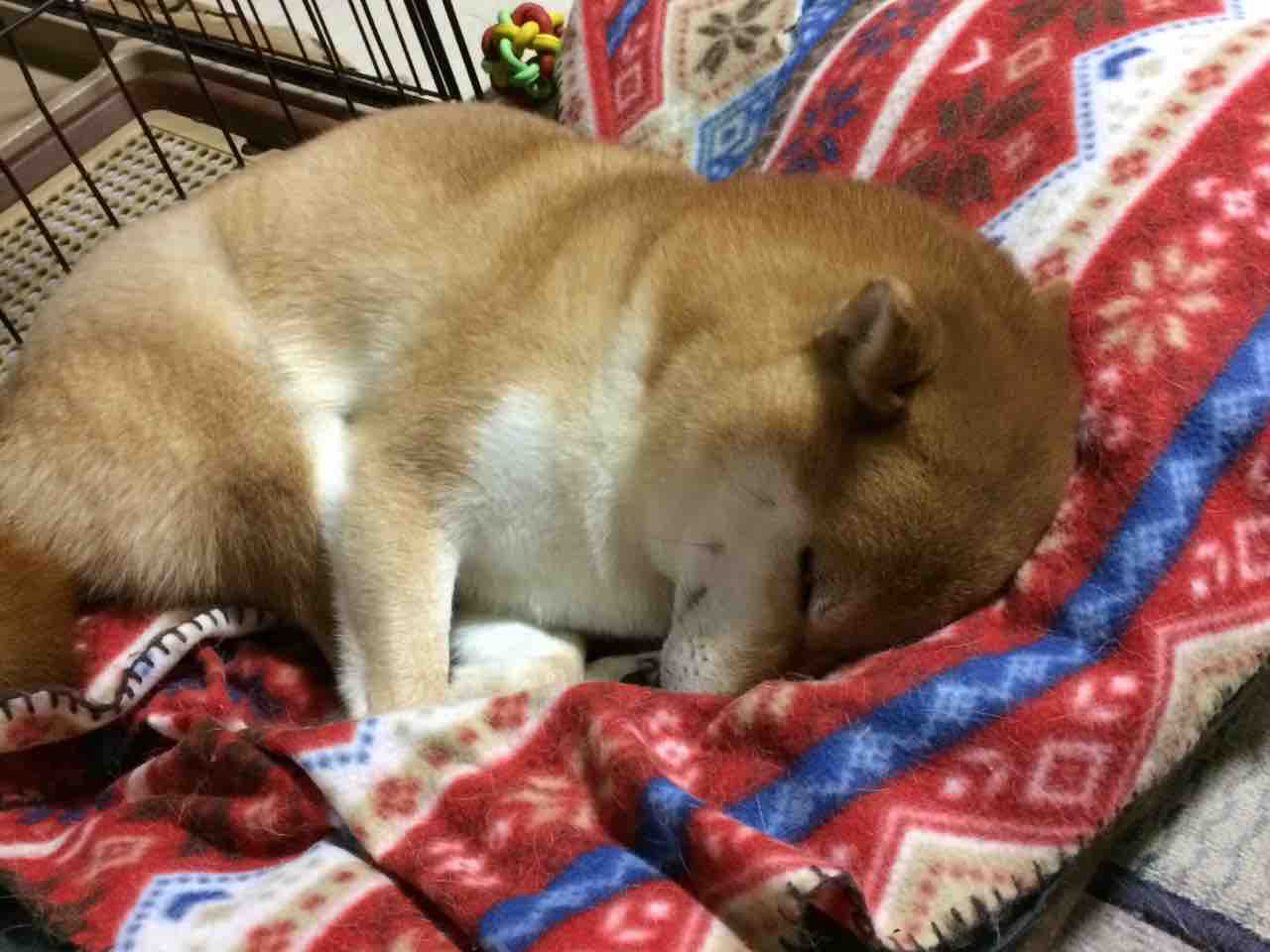 柴犬リュウのわんぱく日記