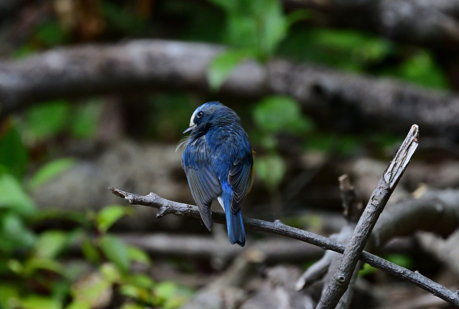 気分転換で撮り鉄に、 : s.kazu