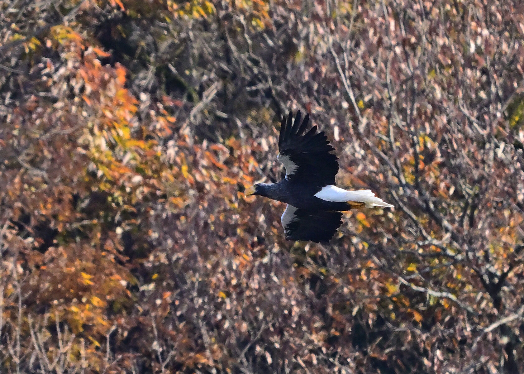 オオワシ : s.kazu