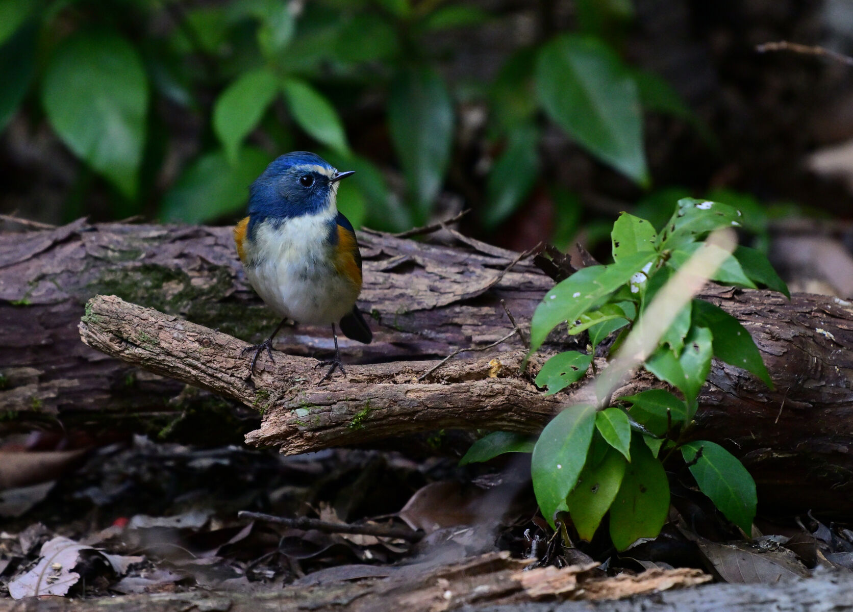 ルリビタキ : s.kazu