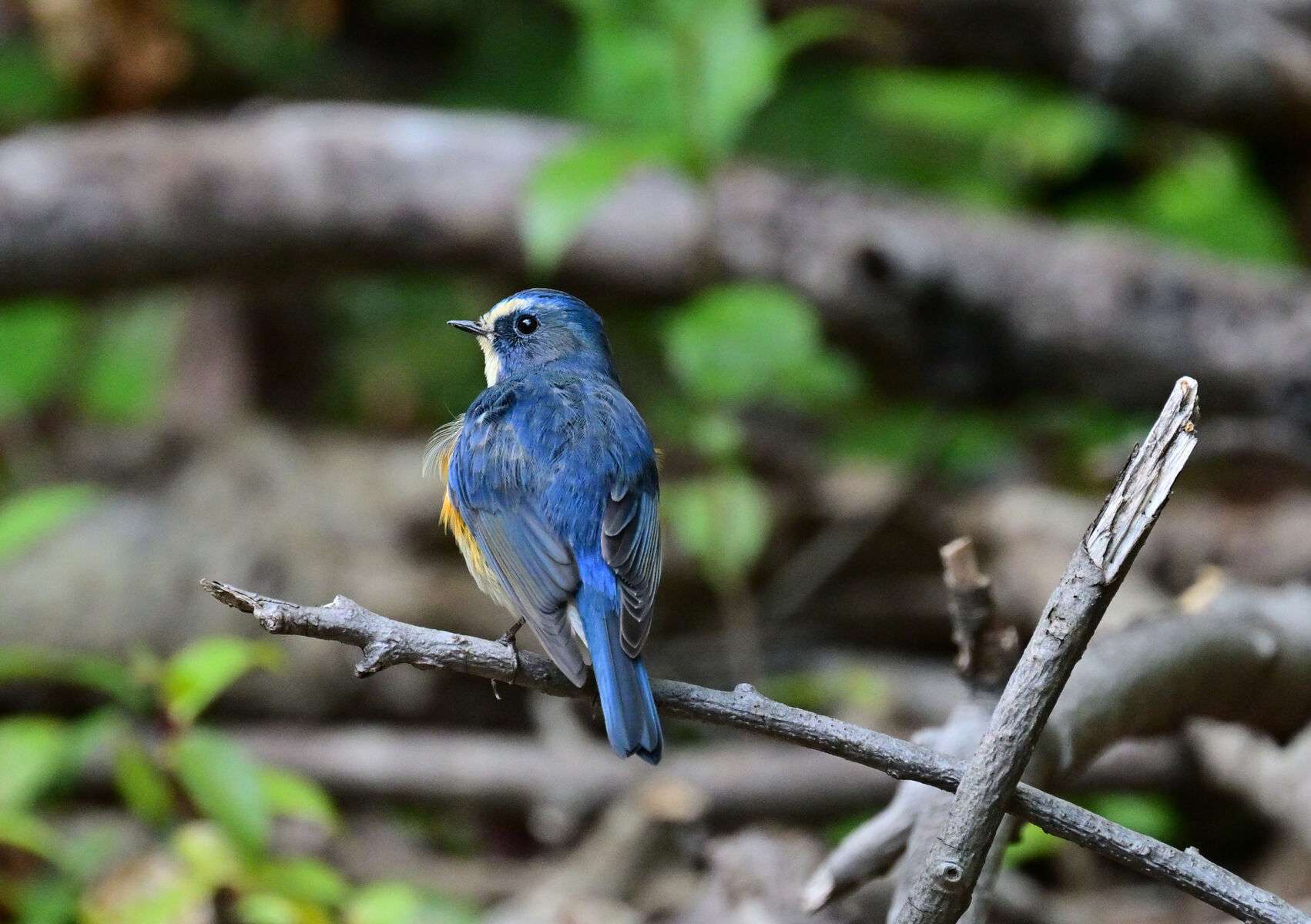 気分転換で撮り鉄に、 : s.kazu