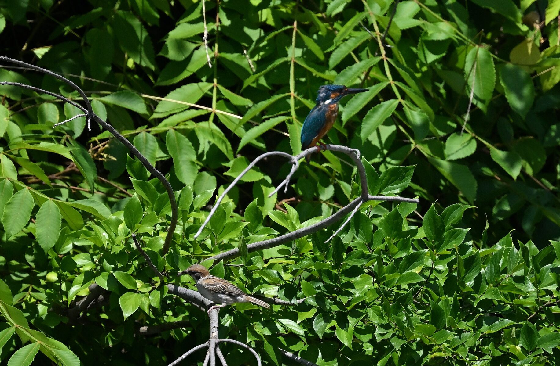 カワセミ : s.kazu