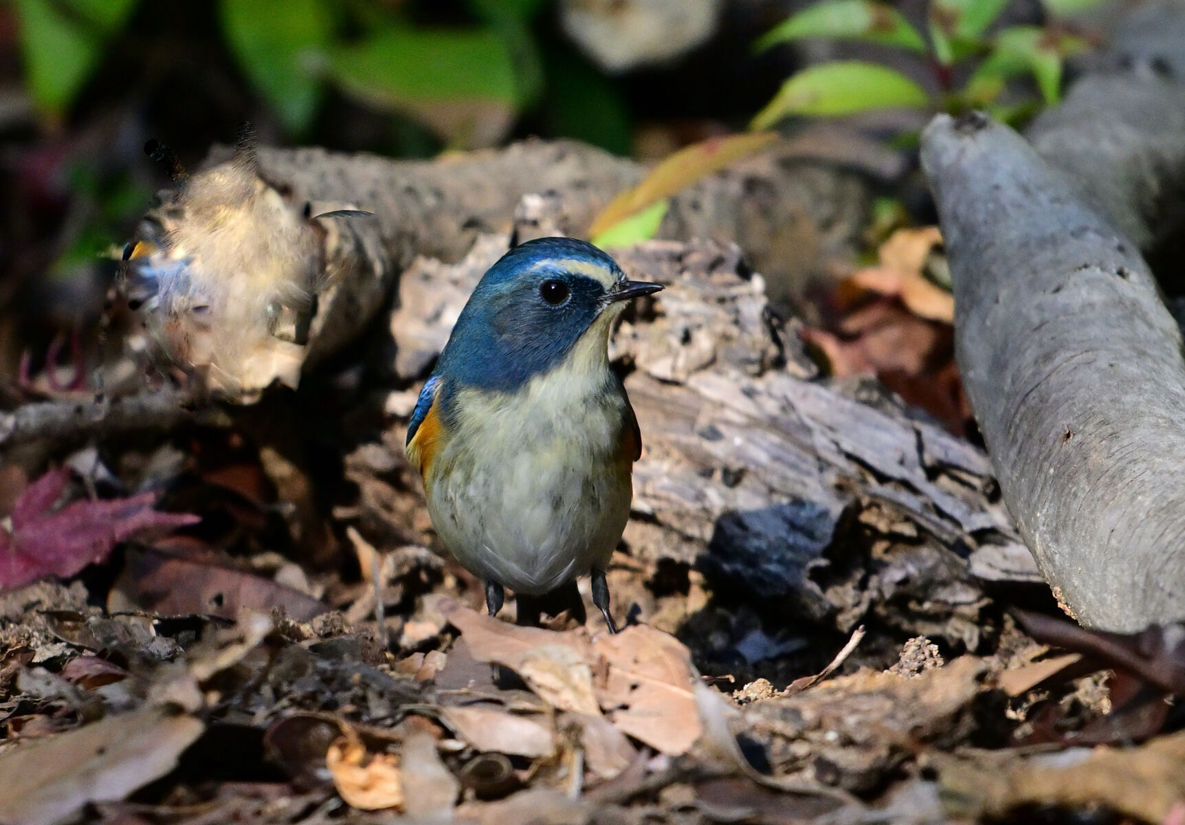 ルリビタキ : s.kazu