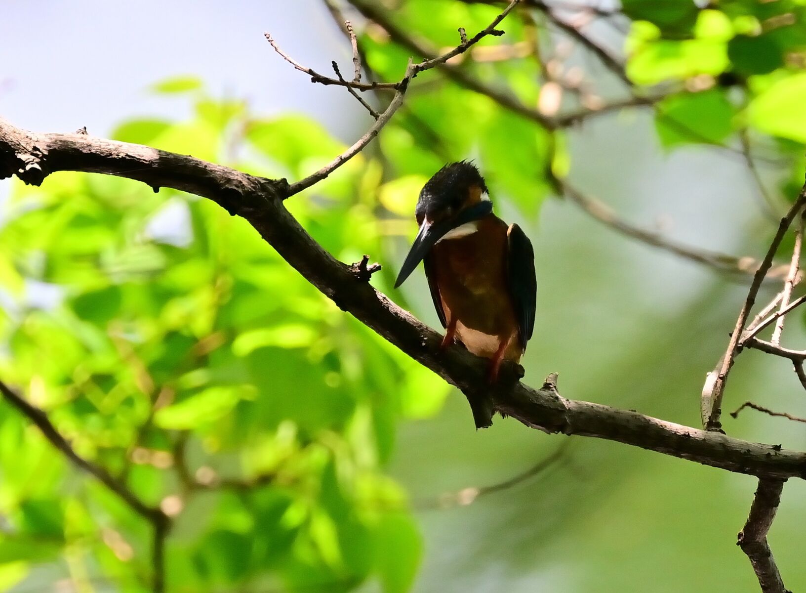 カワセミ : s.kazu