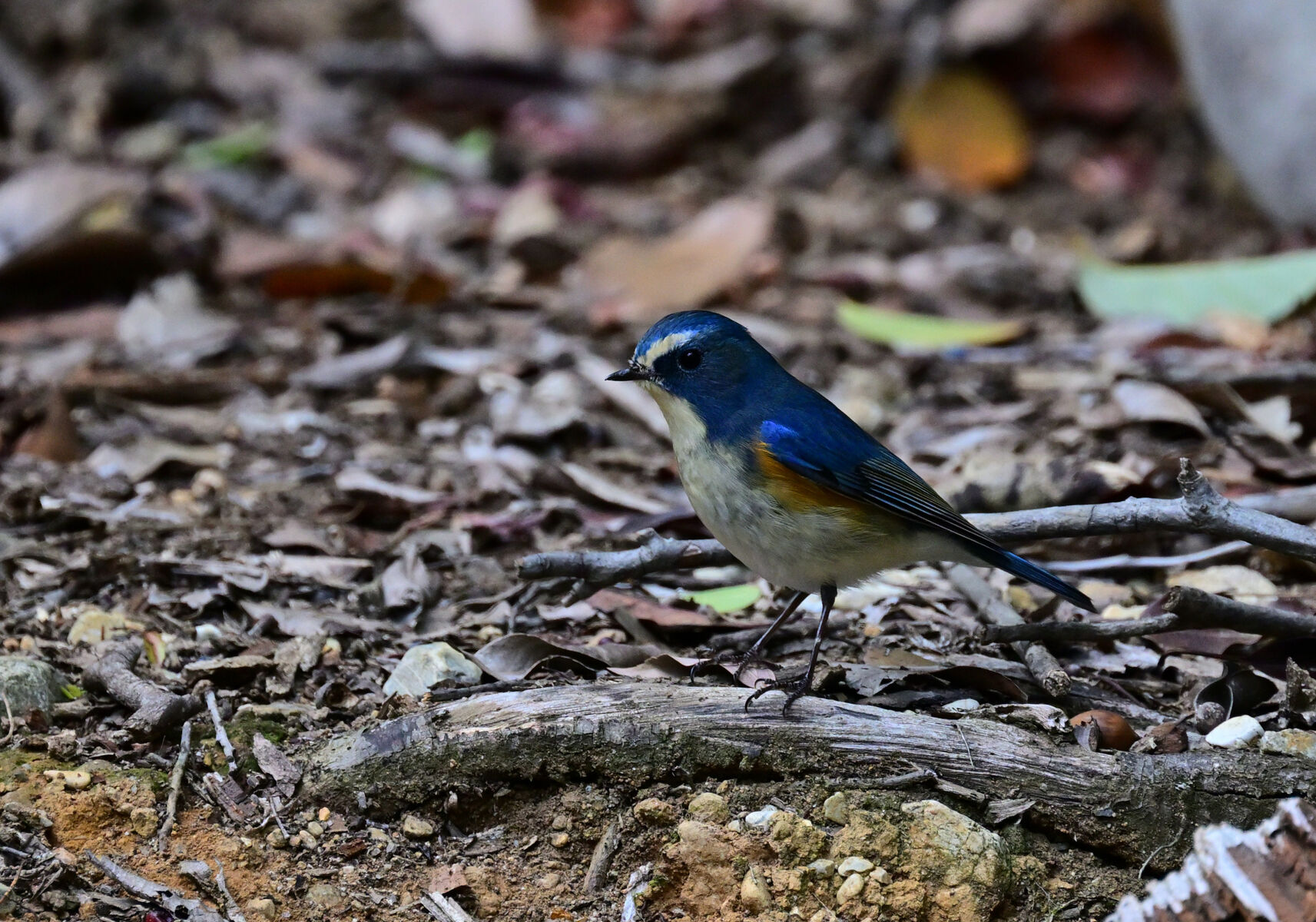 気分転換で撮り鉄に、 : s.kazu