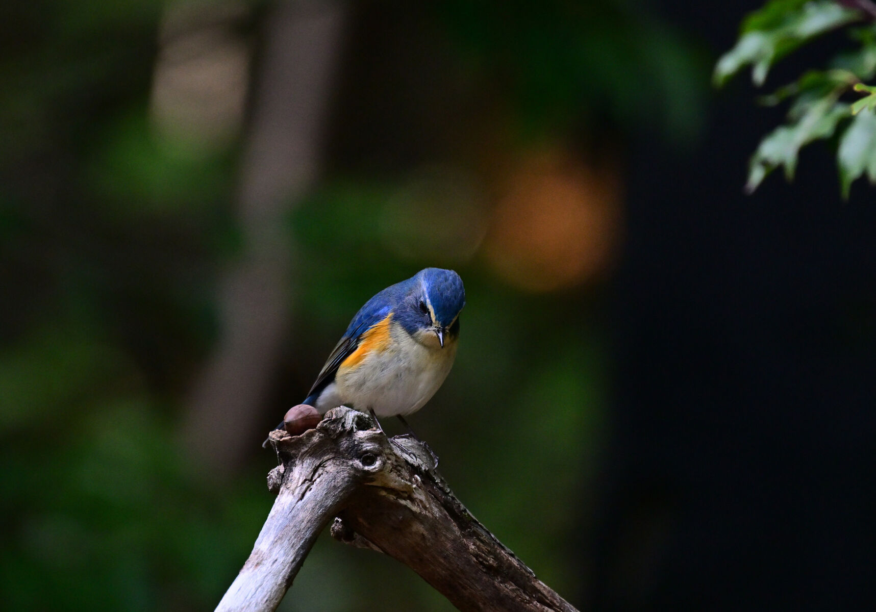 気分転換で撮り鉄に、 : s.kazu