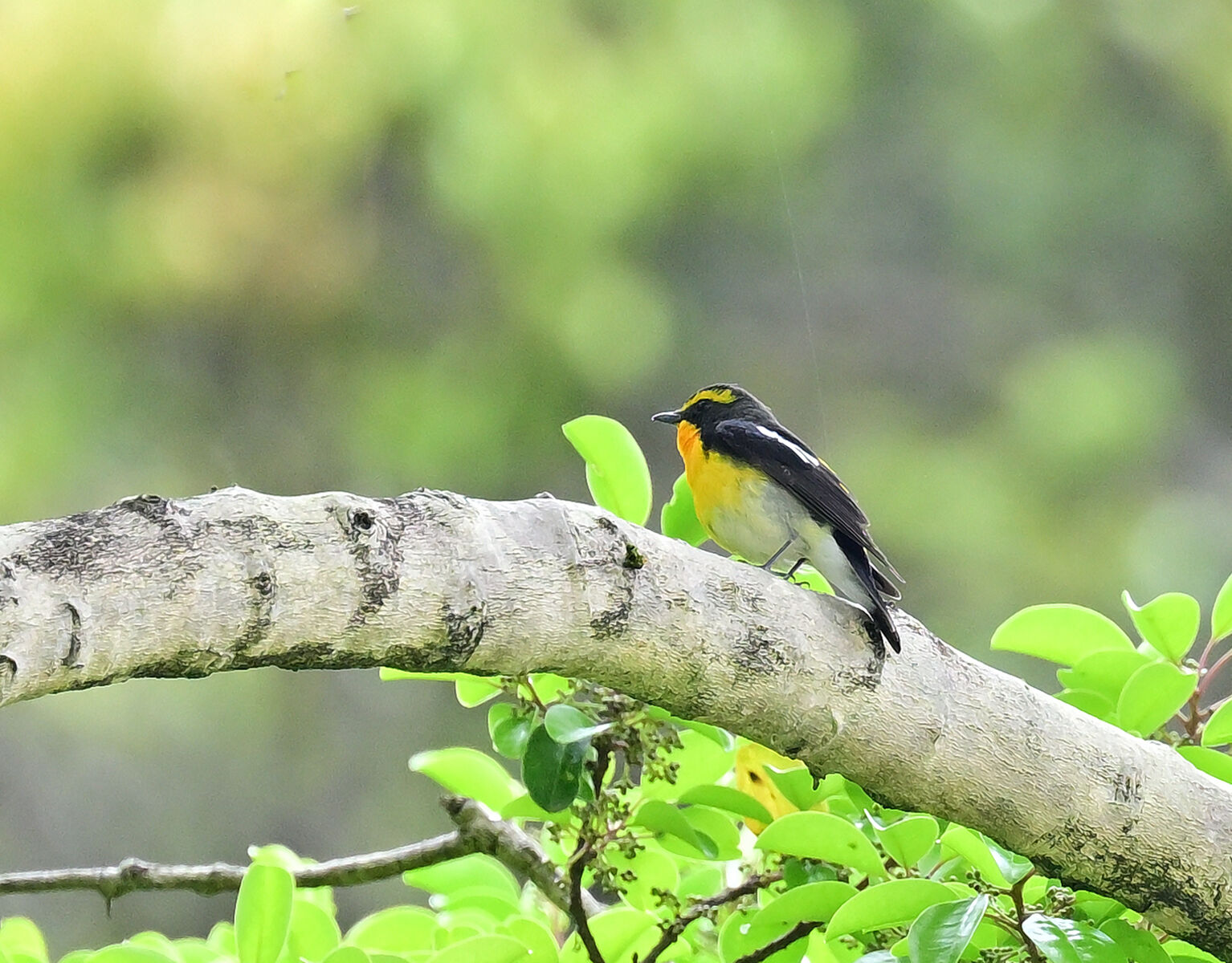 思いがけなく、キビタキ : s.kazu