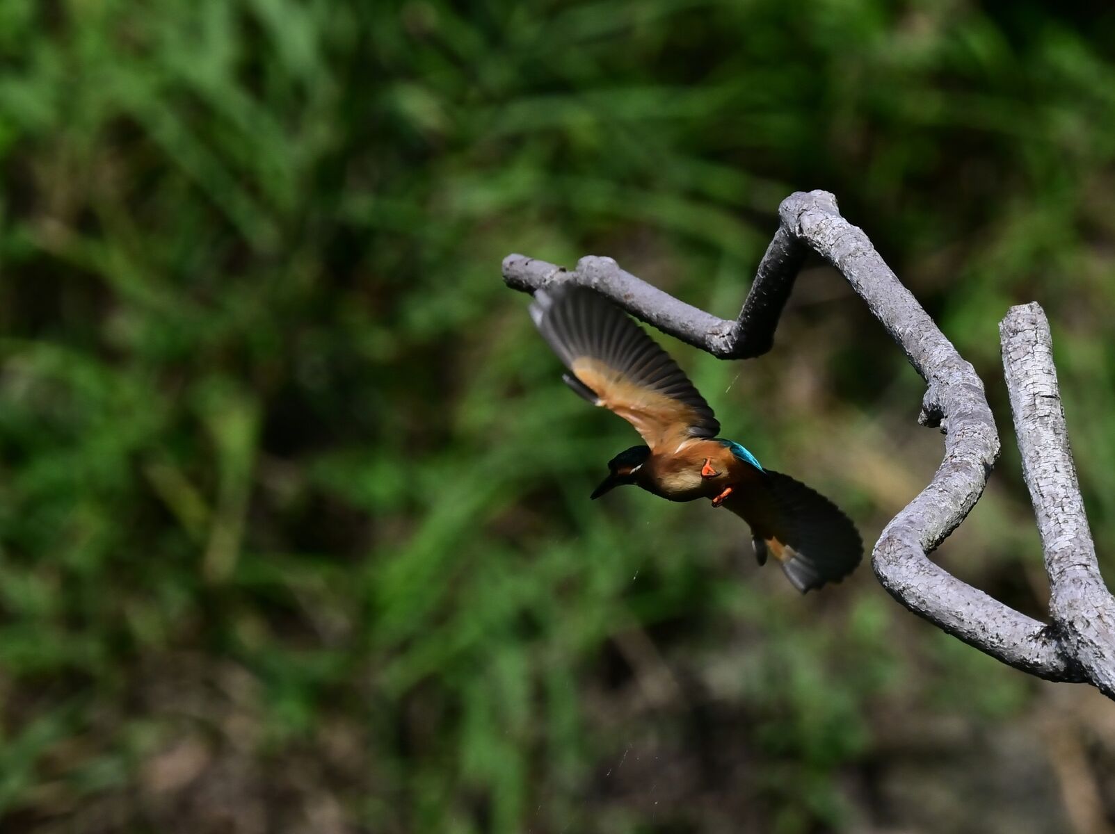 カワセミ : s.kazu