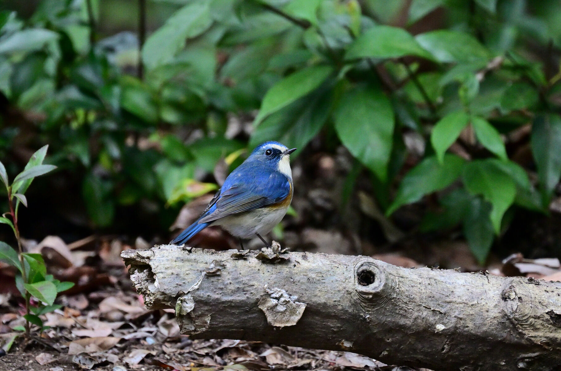 気分転換で撮り鉄に、 : s.kazu