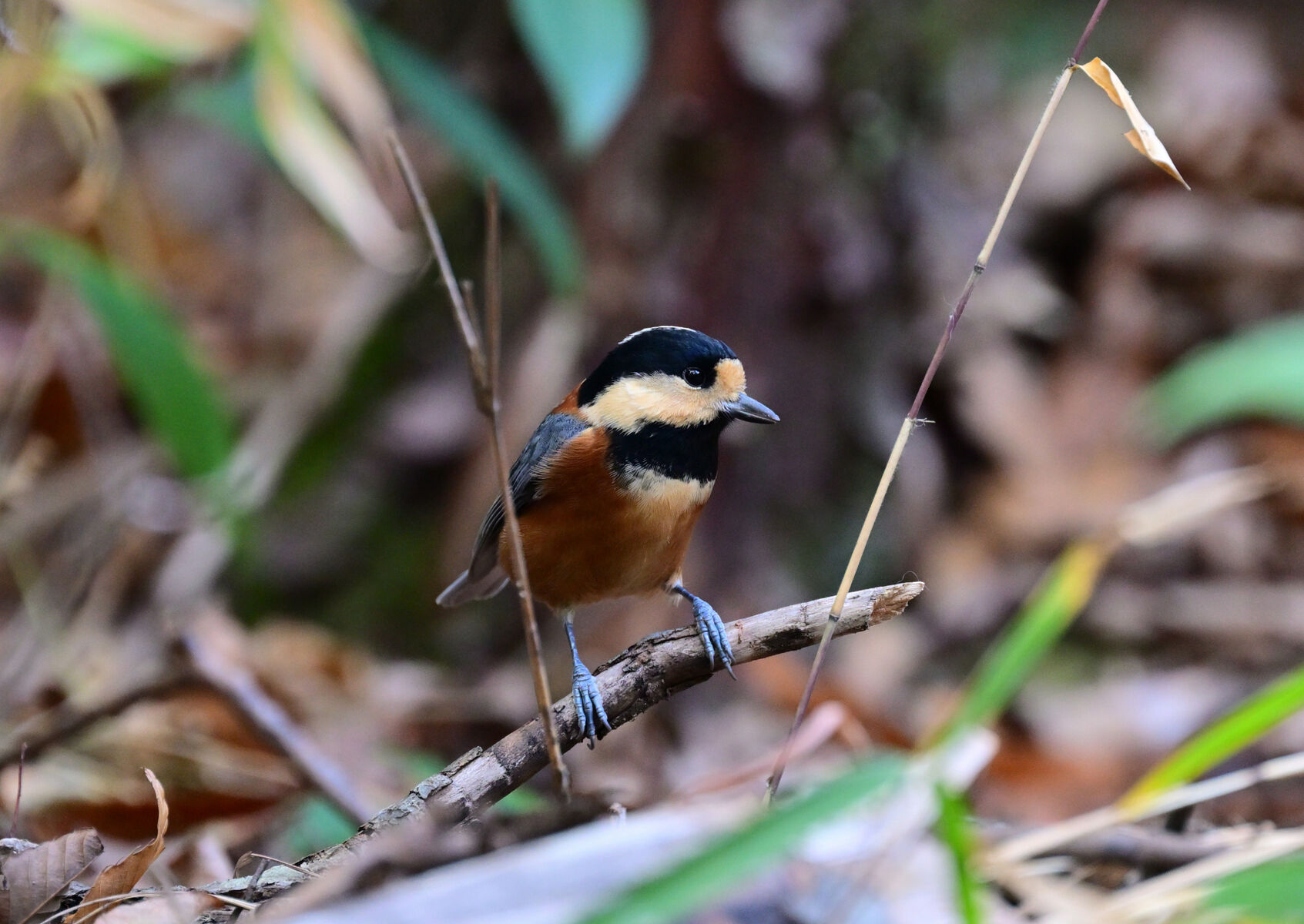 気分転換で撮り鉄に、 : s.kazu