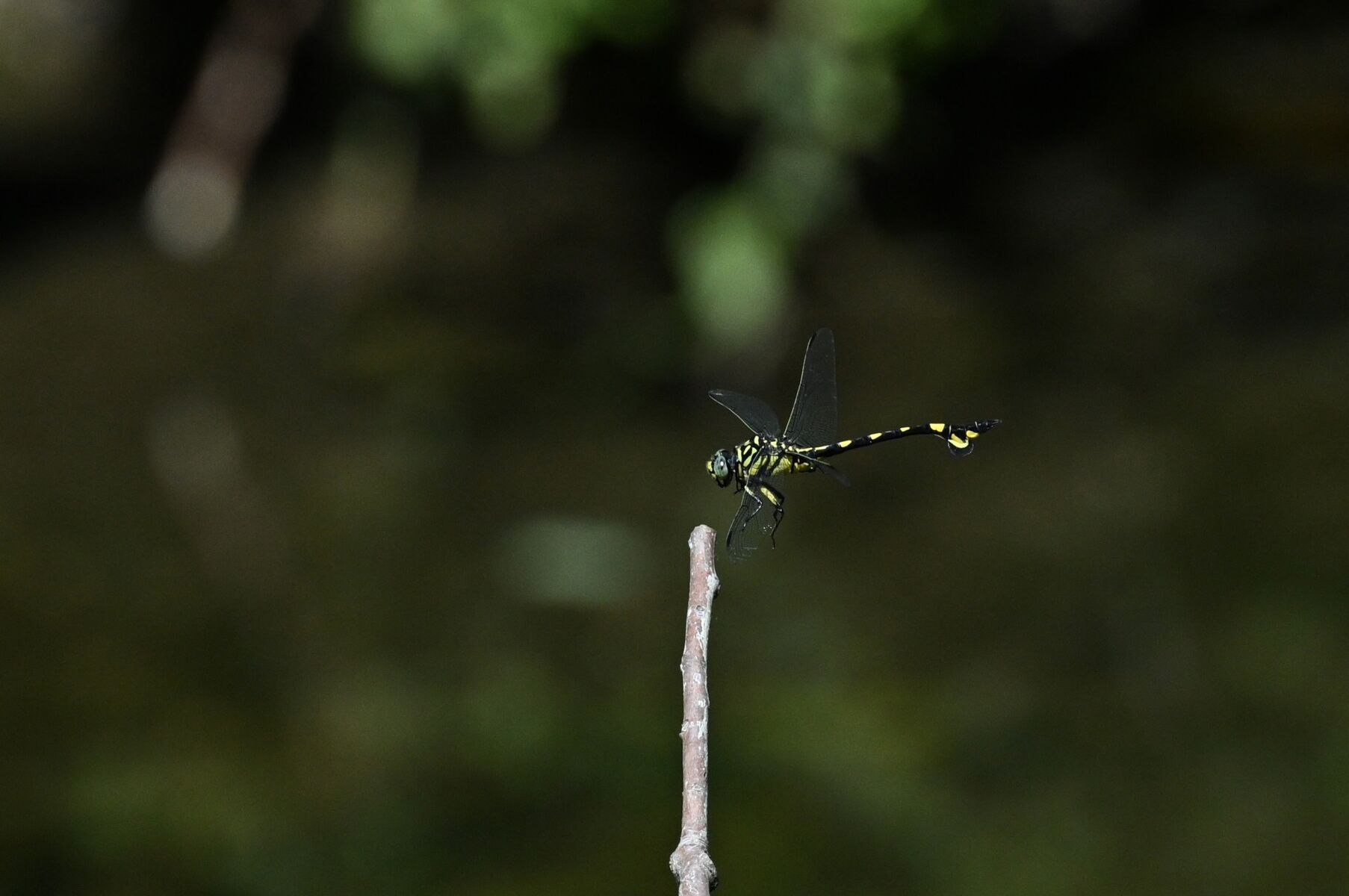 カワセミ : s.kazu