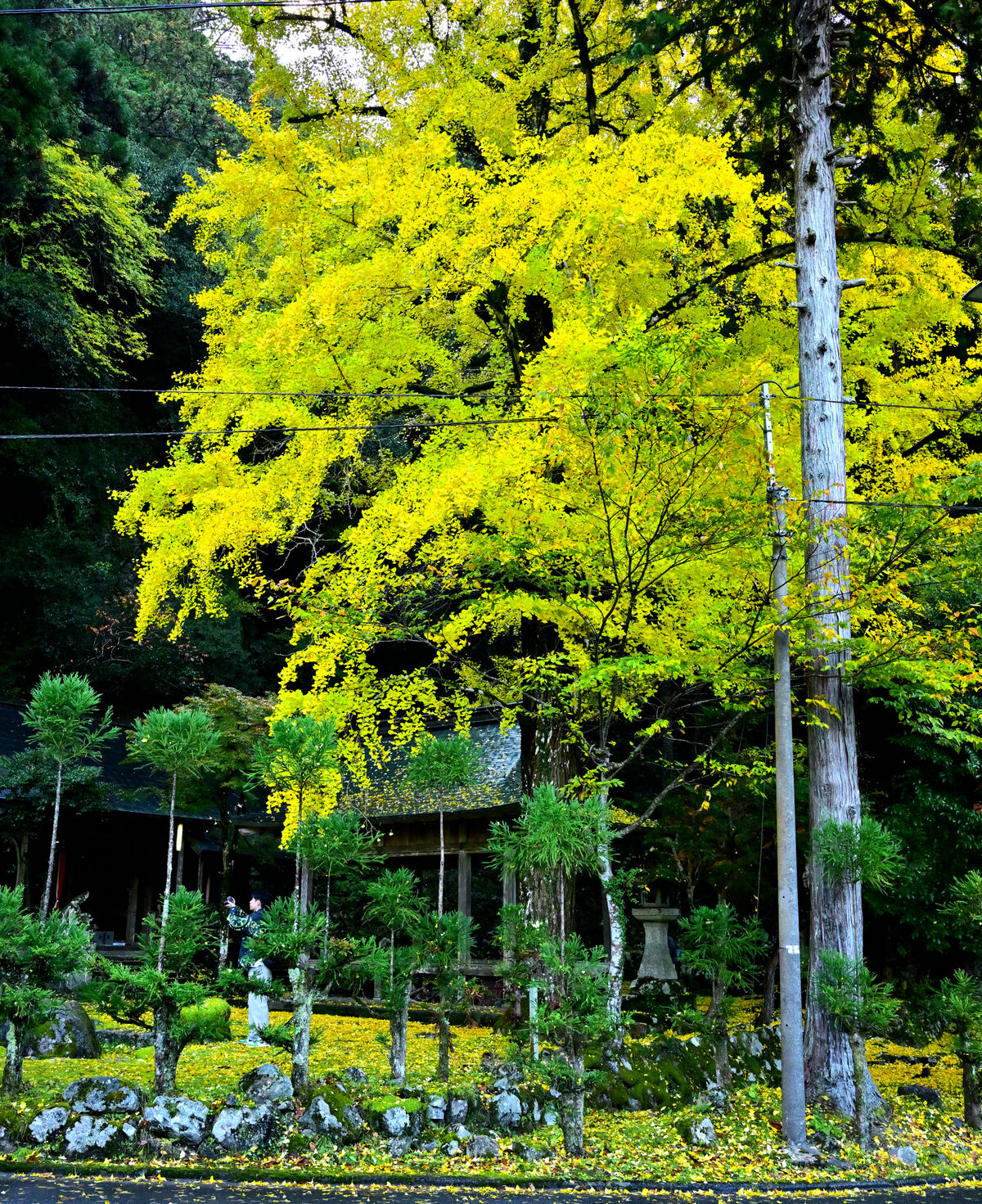 黄葉便り : s.kazu