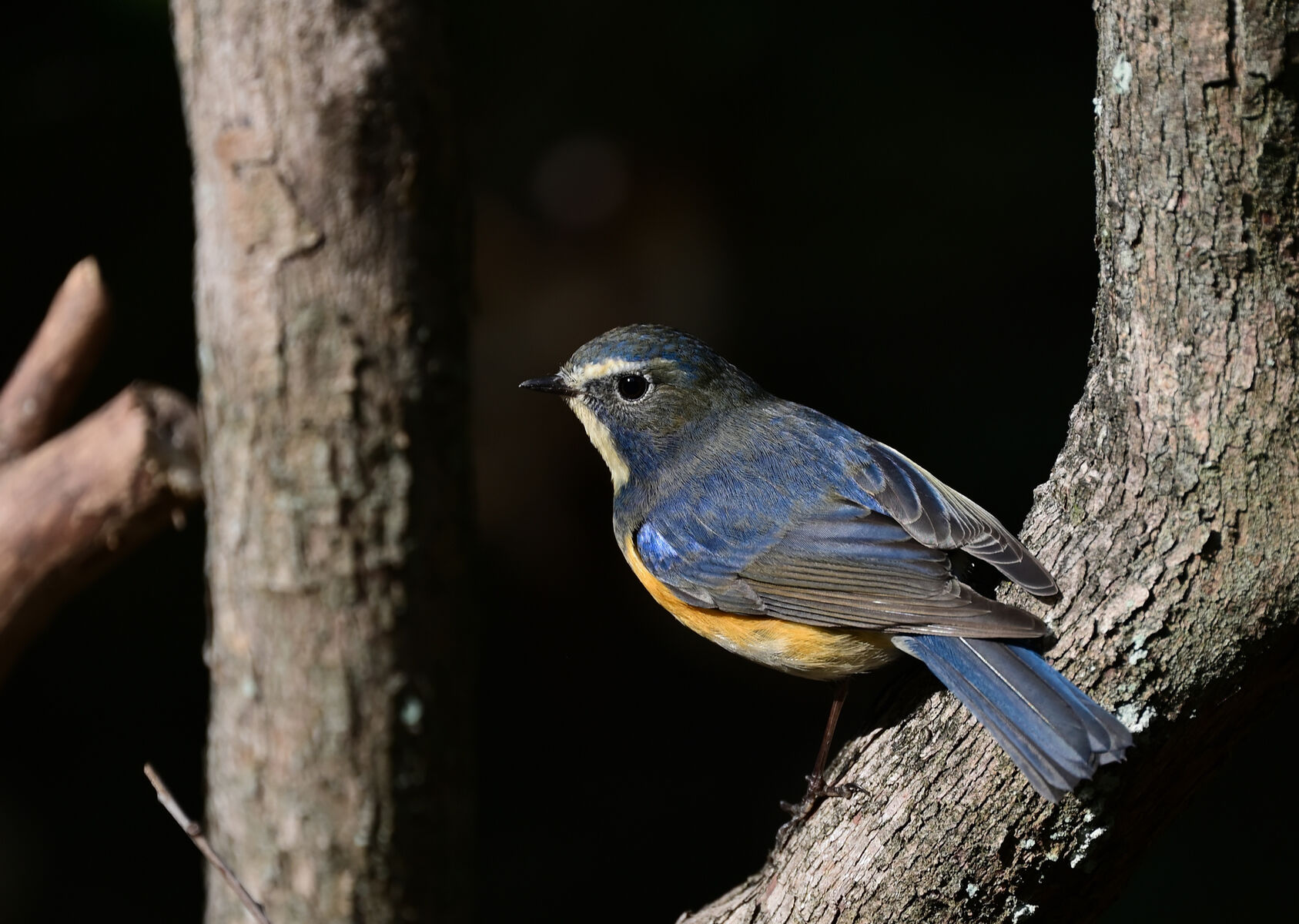 ルリビタキ : s.kazu