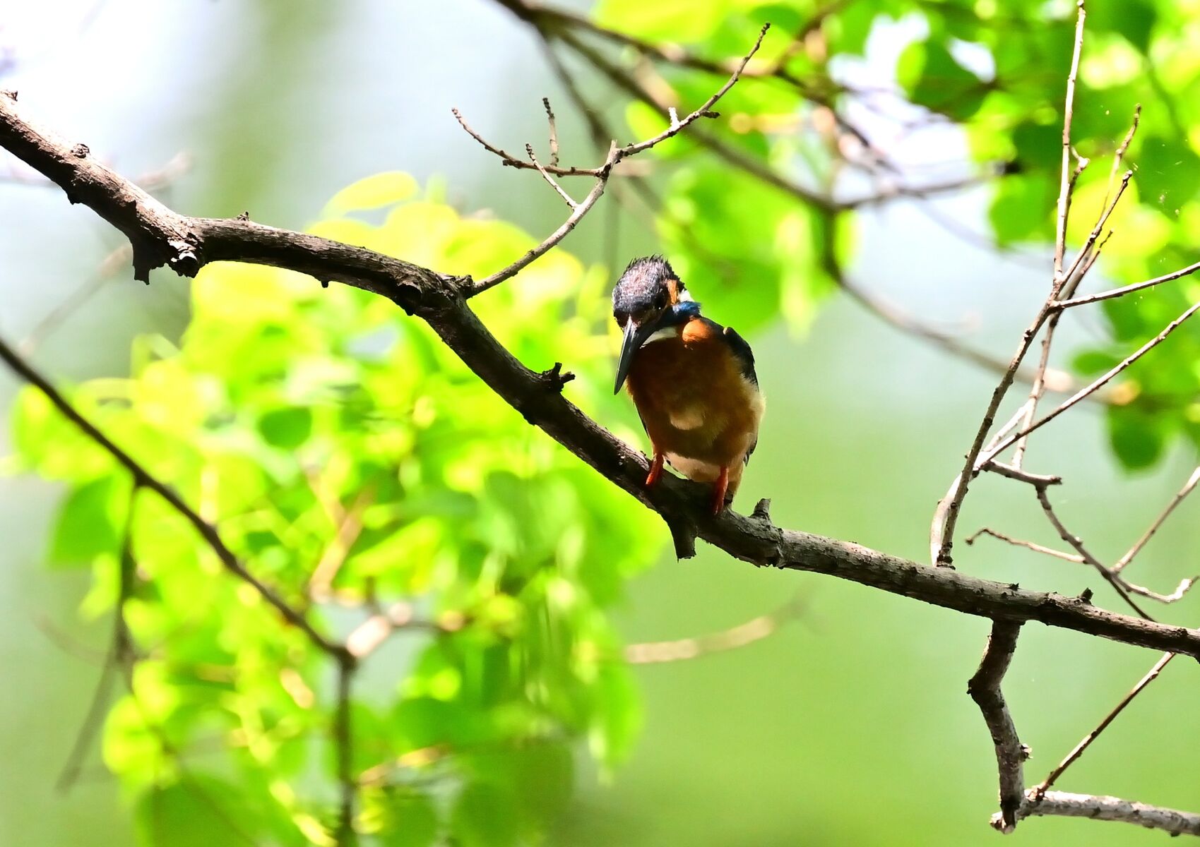 カワセミ : s.kazu