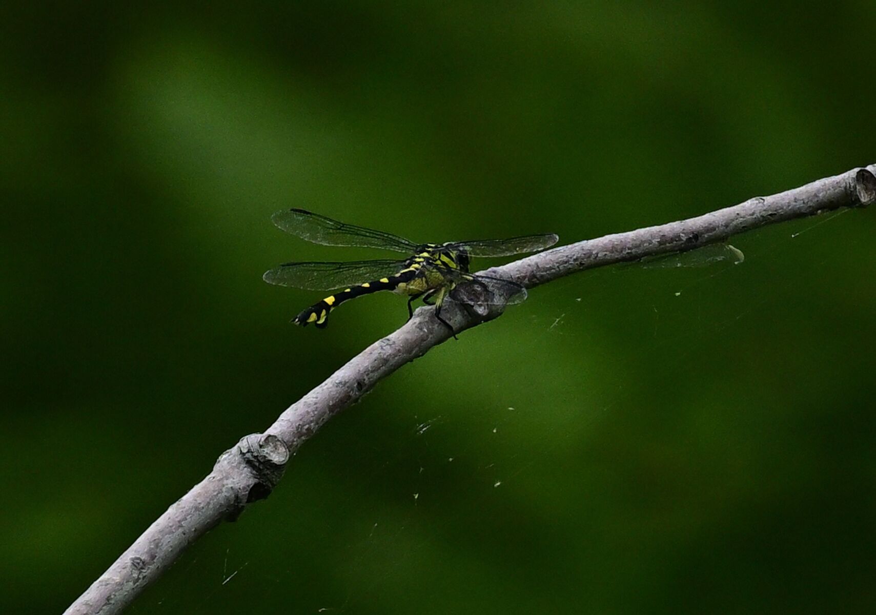 カワセミ : s.kazu
