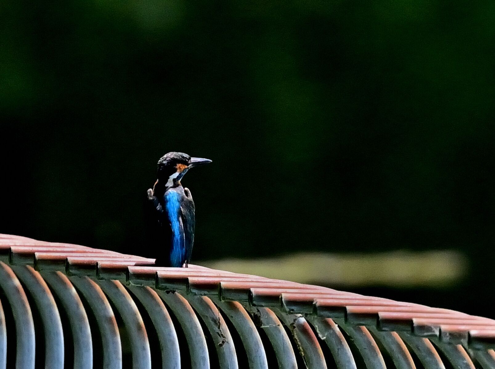 カワセミ : s.kazu