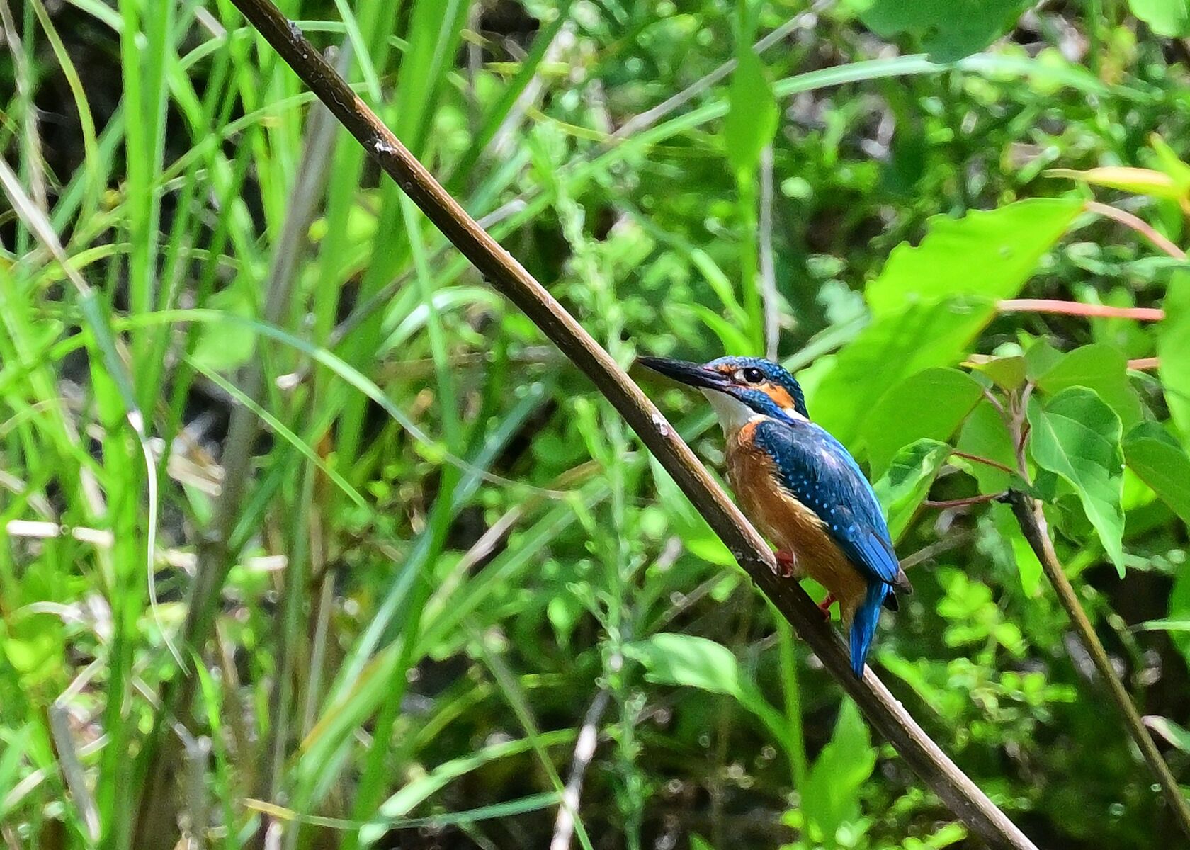 チョットだけ カワセミ : s.kazu