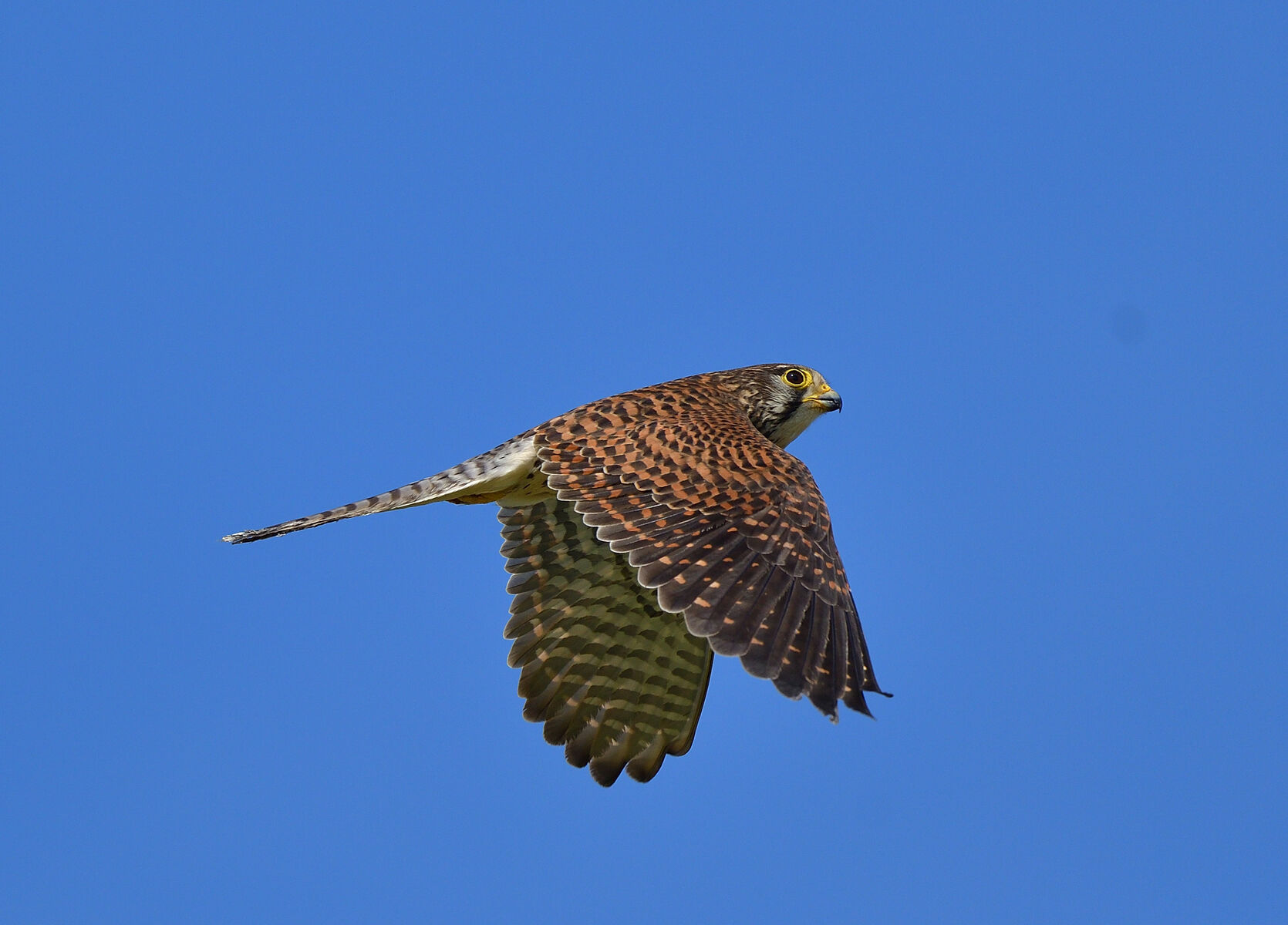 2023-05-10 チョウゲンボウ : s.kazu