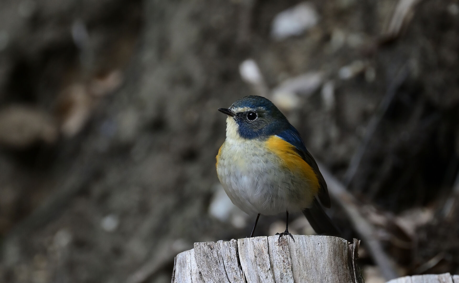 ルリビタキ : s.kazu