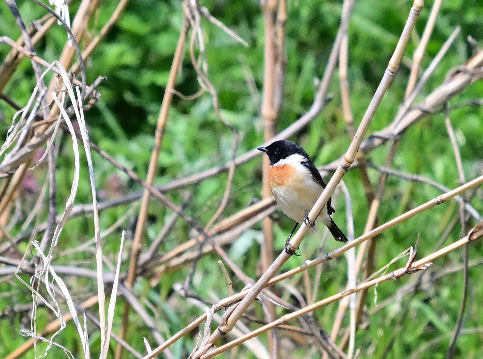 カワセミの居ない日々・・・・・ : s.kazu