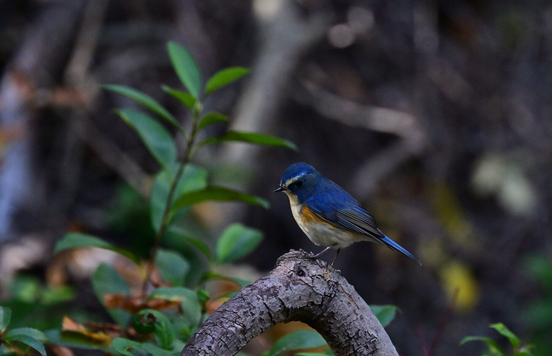 気分転換で撮り鉄に、 : s.kazu