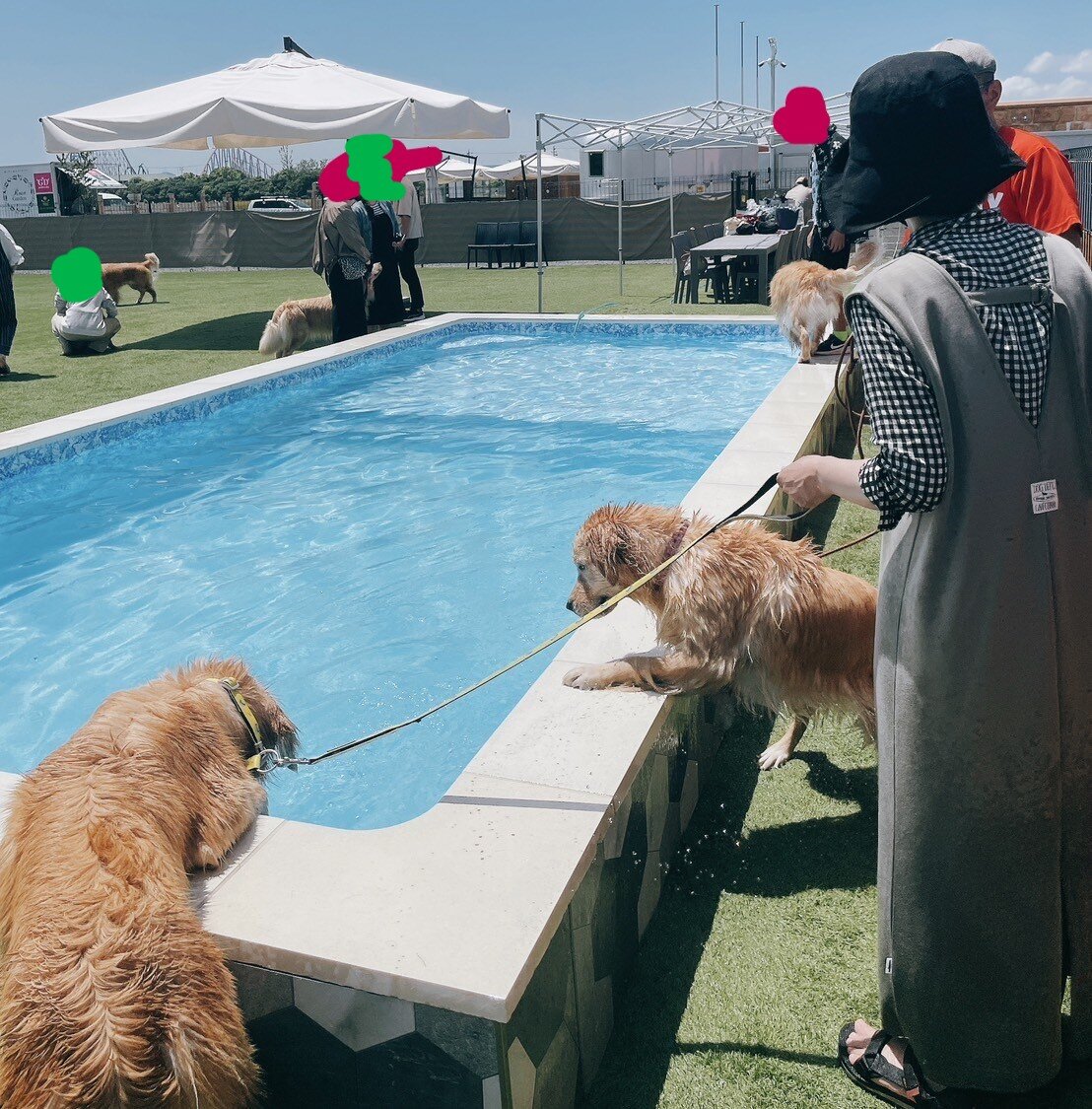 20240511 わんこたち兄弟で大集合！ 三重県桑名市長島のロサフィールド、ばり快適でよかったよ～\(^o^)／ その① : グラッチェトラバース