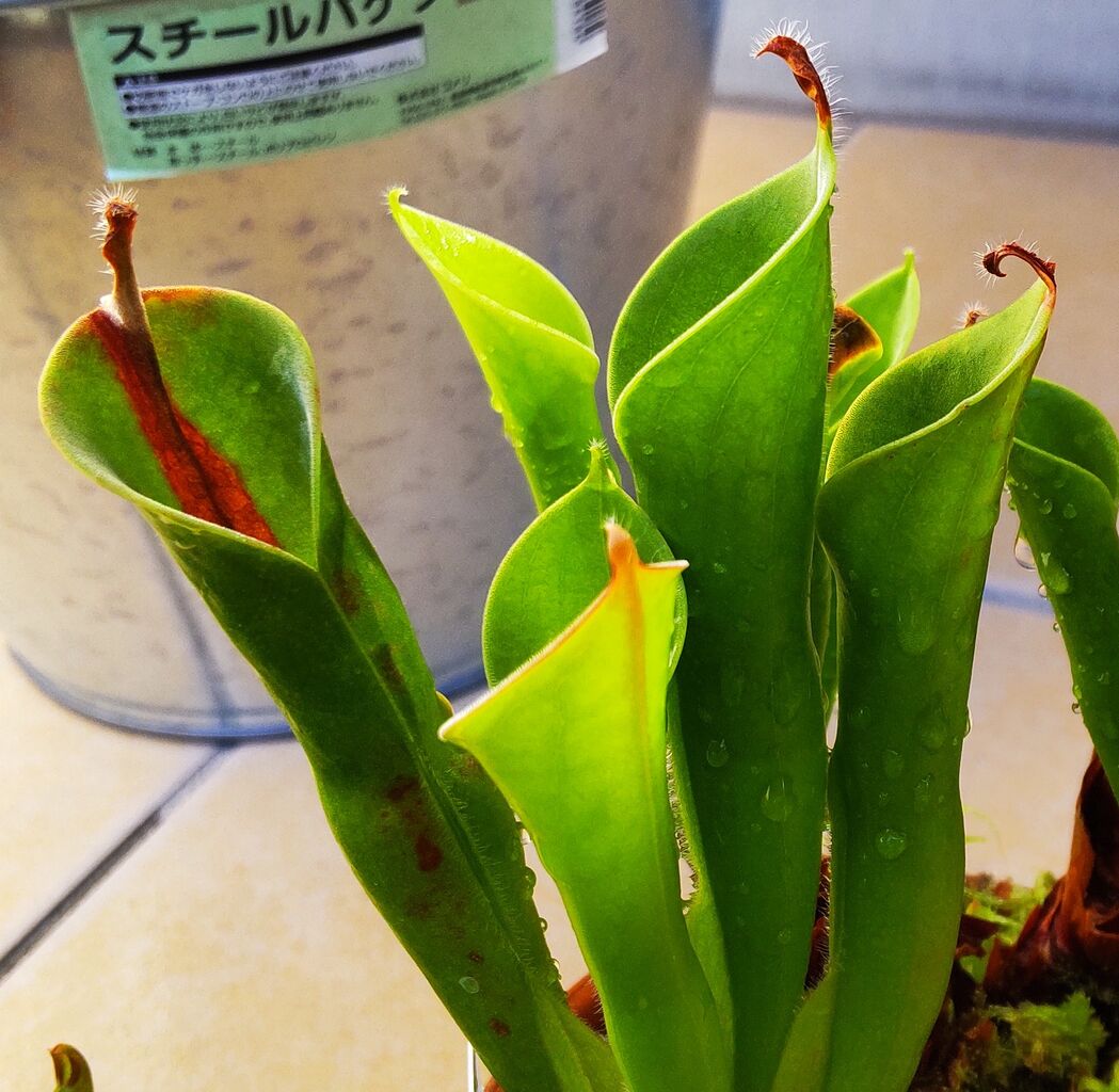 20241020 ようやくほんまに涼しくなって新筒出してきたヘリアンフォラ軍団 : ごはん時々プランツ