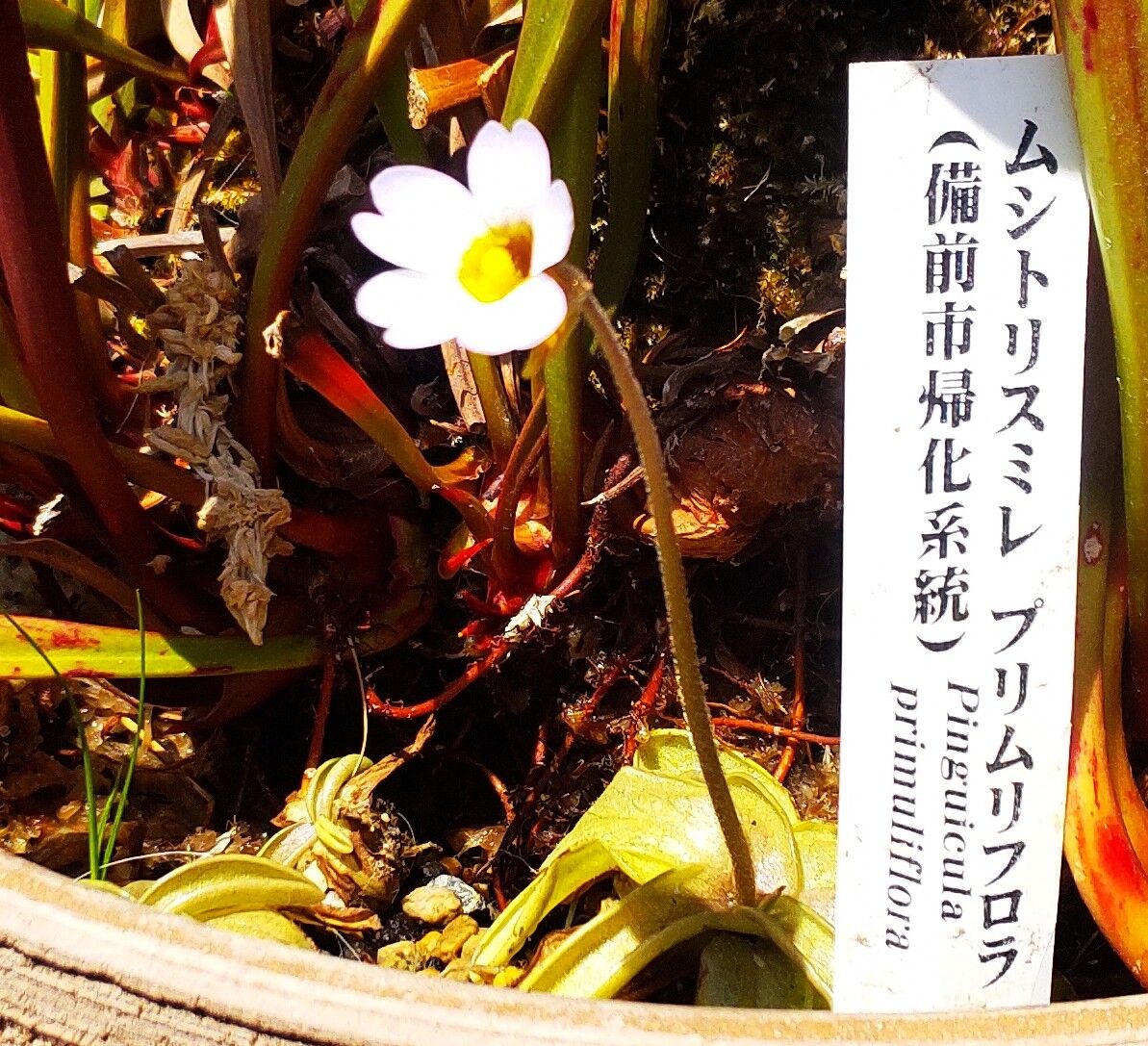 20250412 同居中のP.プリムリフロラ花咲いたよ～(^^ゞ＋サラセニア軍団のつぼみたち : ごはん時々プランツ