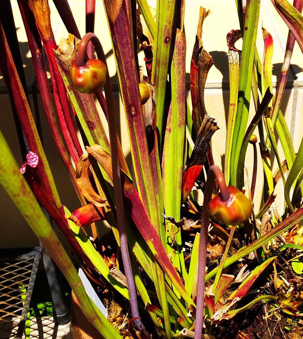 20250412 同居中のP.プリムリフロラ花咲いたよ～(^^ゞ＋サラセニア軍団のつぼみたち : ごはん時々プランツ