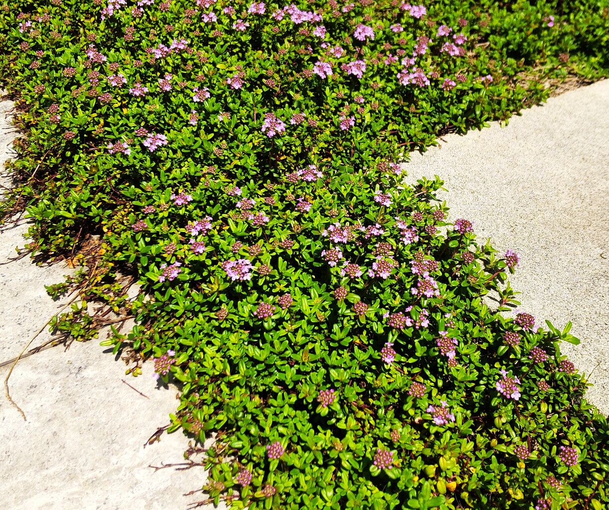 20250412 クリーピングタイム、お花を今年も咲かせ始めたよ(^^ゞ＋グランドカバー近況 : ごはん時々プランツ