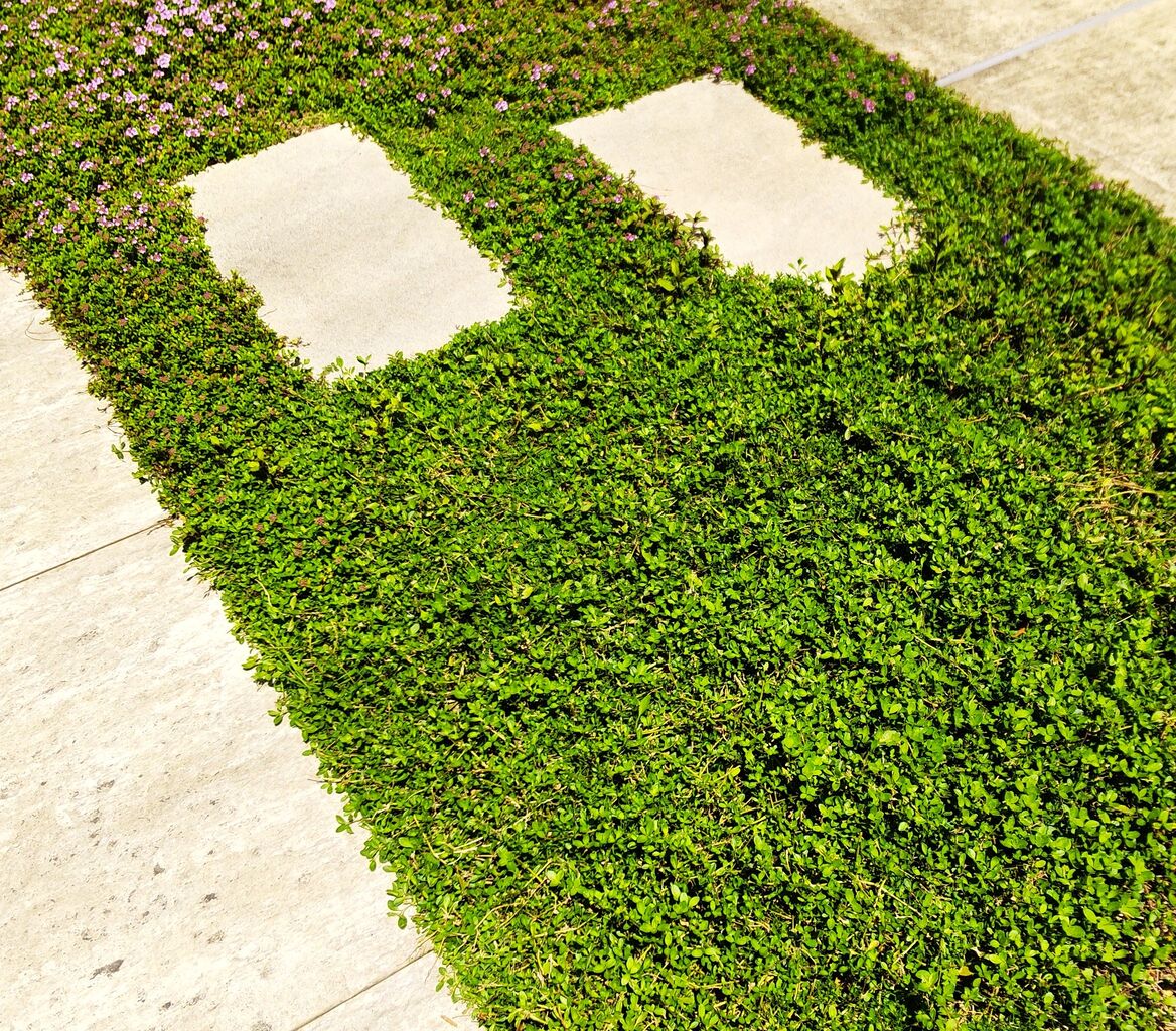 20250412 クリーピングタイム、お花を今年も咲かせ始めたよ(^^ゞ＋グランドカバー近況 : ごはん時々プランツ