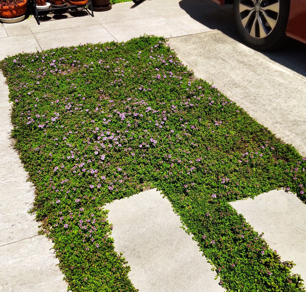 20250412 クリーピングタイム、お花を今年も咲かせ始めたよ(^^ゞ＋グランドカバー近況 : ごはん時々プランツ