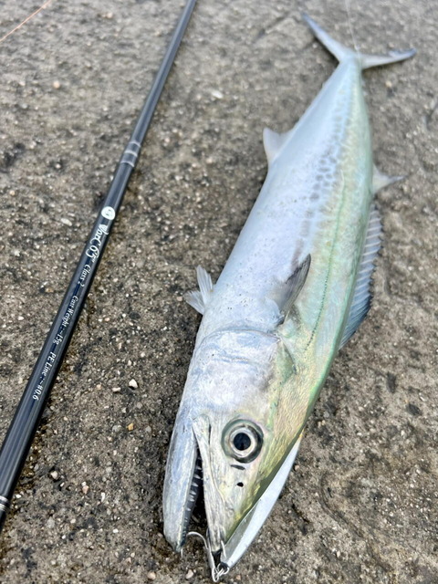 シナスタジア「AJ-59ST」インプレ【W.o.r.Cとの比較検証】 : SAKURA LURE DIVISION 釣行記