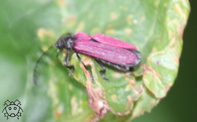 2025年07月 : ちょっとだけ不思議な昆虫の世界（3）