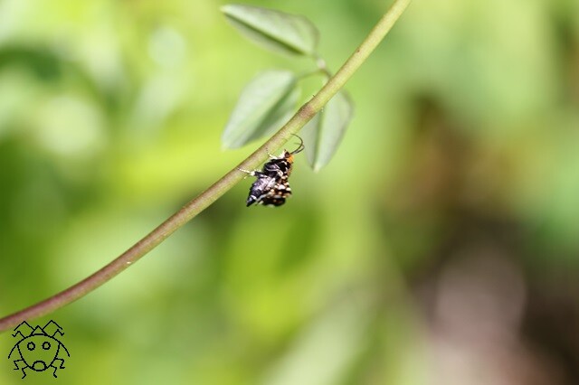北国の春の虫② 小さすぎる蛾 マドガ : ちょっとだけ不思議な昆虫の世界（3）
