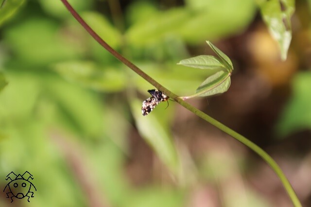 北国の春の虫② 小さすぎる蛾 マドガ : ちょっとだけ不思議な昆虫の世界（3）