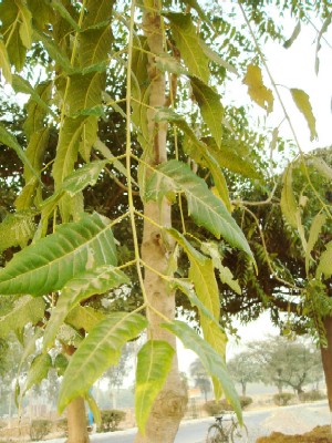 まさらな日々（インド発信）/Days like masala from India:October 2008 - livedoor Blog（ブログ）