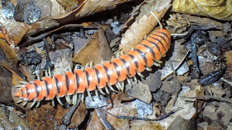 Mystery of massive, train-stopping millipede swarms solved - Democratic ...