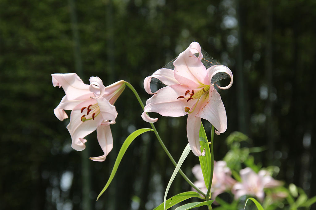 花しょうぶ園（3）笹ユリが見事でした！ : 山麓2019のブログ