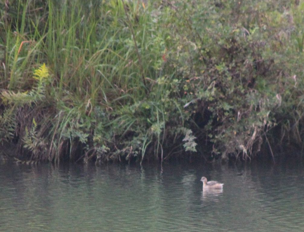 カイツブリ 10月6日(土) : 山麓2019のブログ
