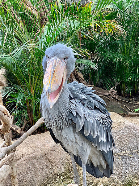 [東方]モブペット目線 : 東方おねえちゃんまとめ