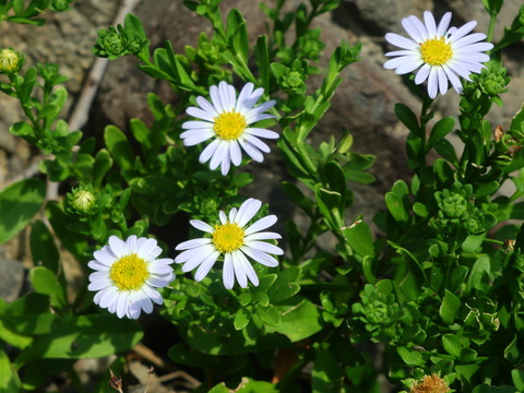ハマベノギク (スナジノグク) : 京都・丹後の山野草 図鑑