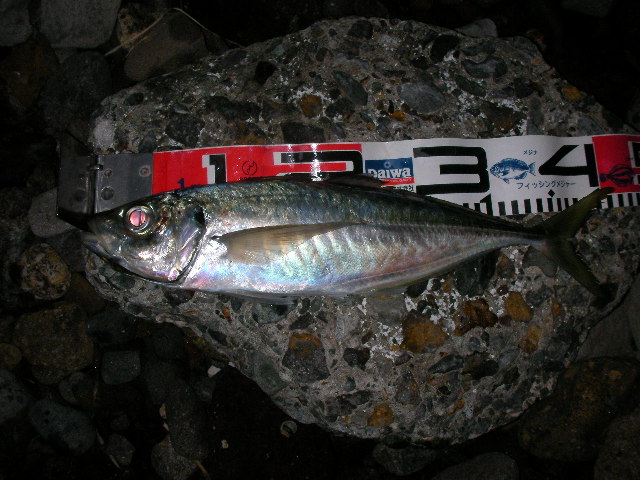 seabear's fishing diary