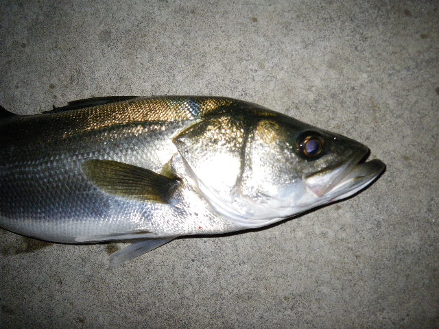 seabear's fishing diary