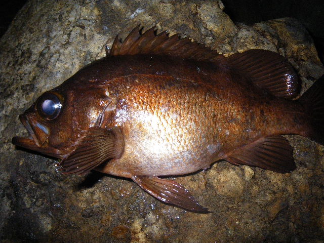 seabear's fishing diary:のんびりと