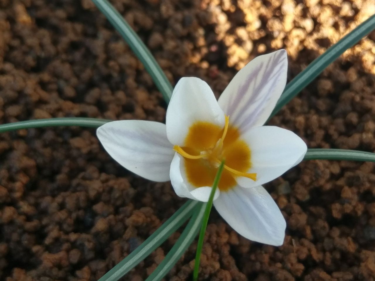 小型球根類 開花情報 : 旧Secret-Garden
