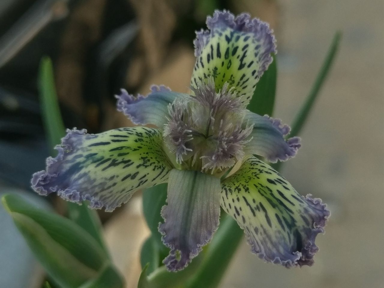 南ア産小型球根 開花情報 : 旧Secret-Garden