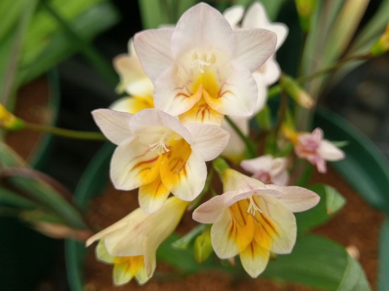 南ア産小型球根 開花情報 : 旧Secret-Garden